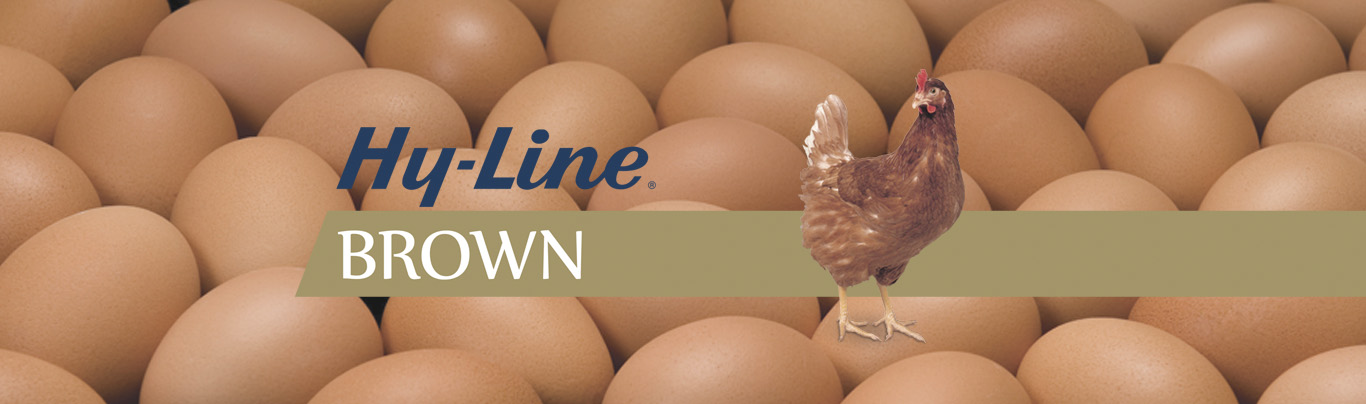 Hy-Line Brown: The World's Most Balanced Brown Egg Layer